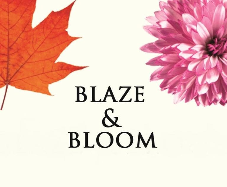 Blaze & Bloom Plans 'Back Alley Block Party' - We-Ha | West Hartford News