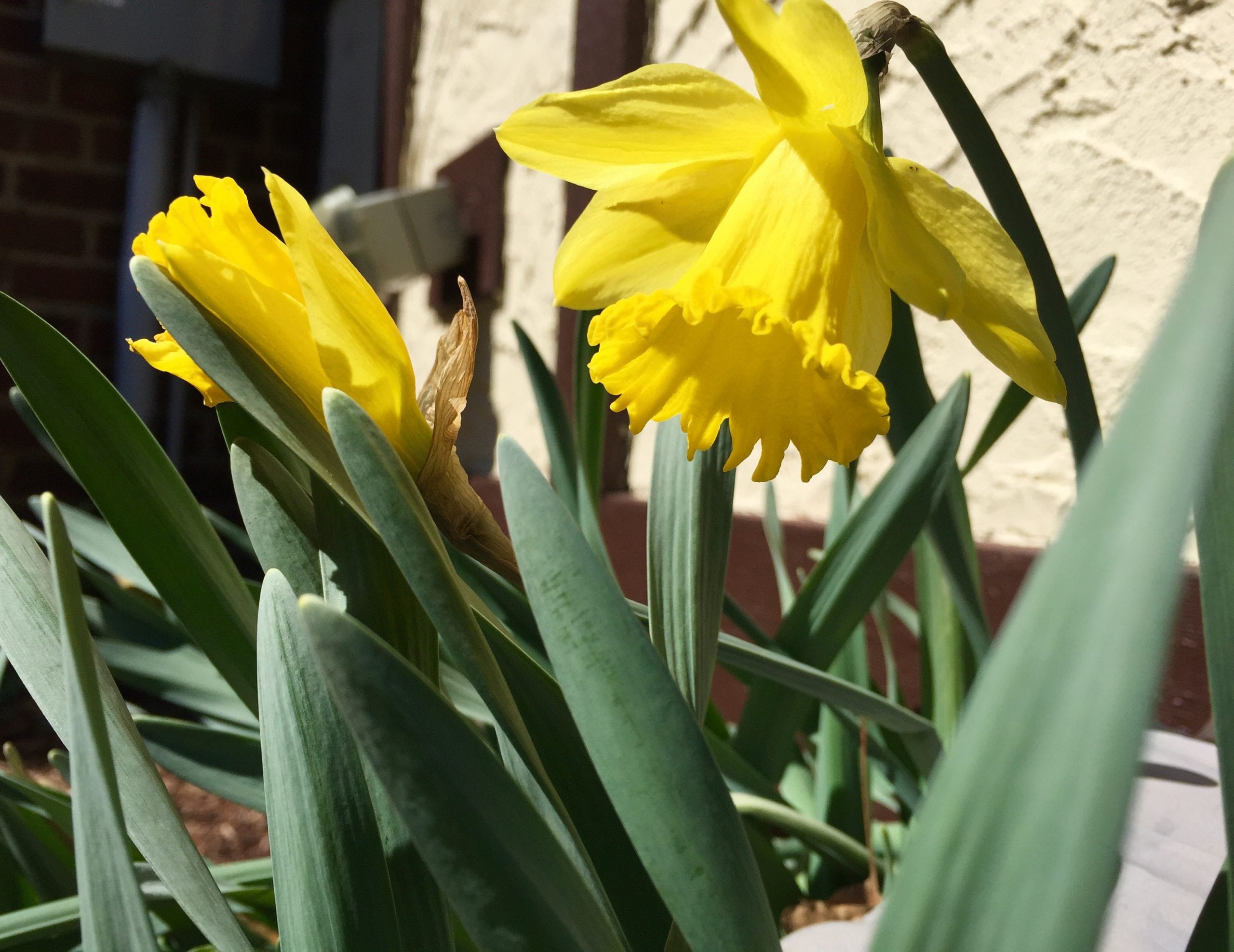 single daffodil in bloom - We-Ha | West Hartford News
