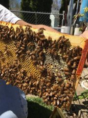Bees Can Buzz in West Hartford: Town Council Approves Beekeeping ...