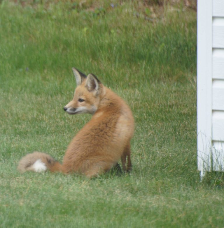 Red Fox Family Right at Home in West Hartford Neighborhood - We-Ha ...