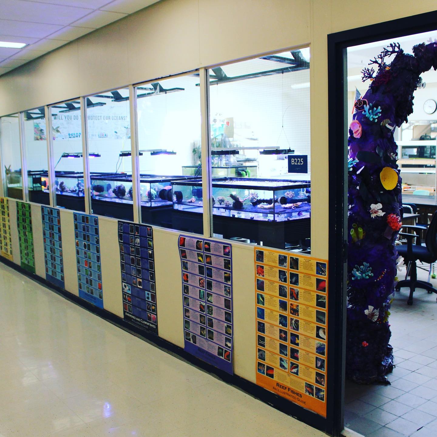 Coral Propagation Underway in New Aquarium System at Hall High School ...