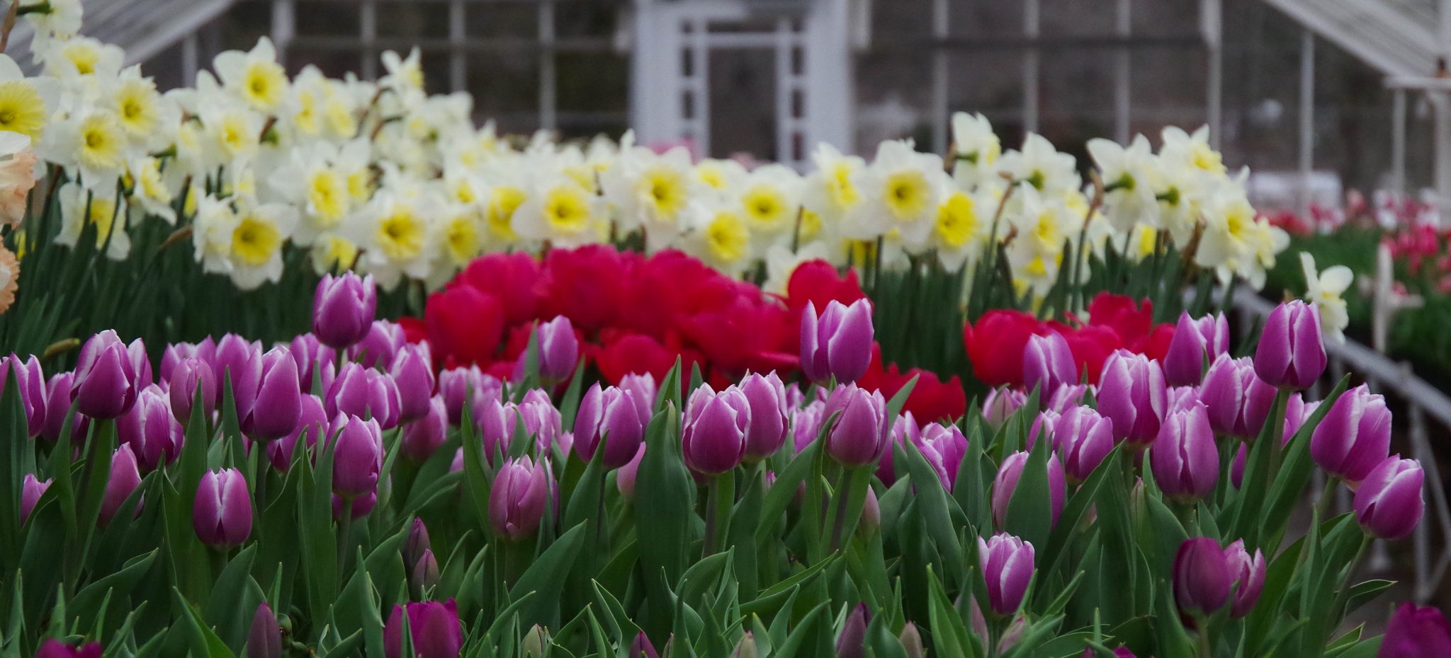 Elizabeth Park Conservancy to Hold Annual Spring Greenhouse Show and ...