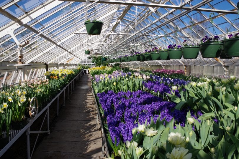 Elizabeth Park Conservancy Holding Annual Greenhouse Show and Sale - We ...