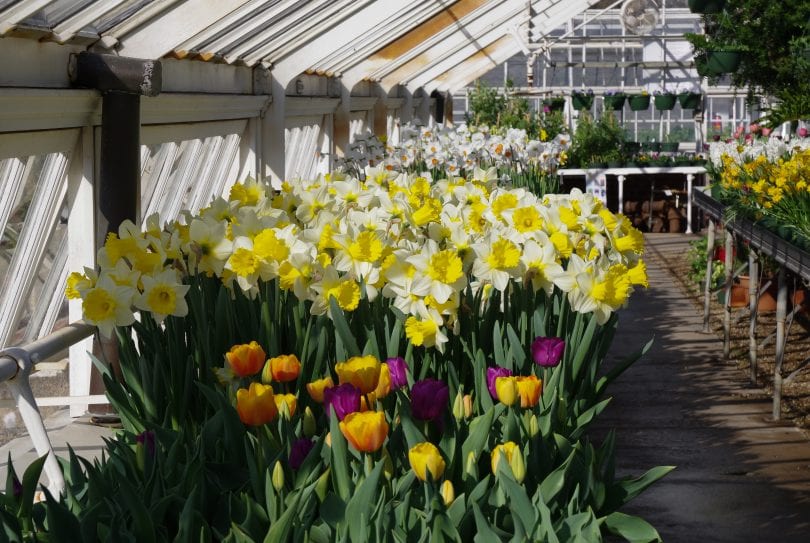 Elizabeth Park Conservancy Holding Annual Greenhouse Show and Sale - We ...