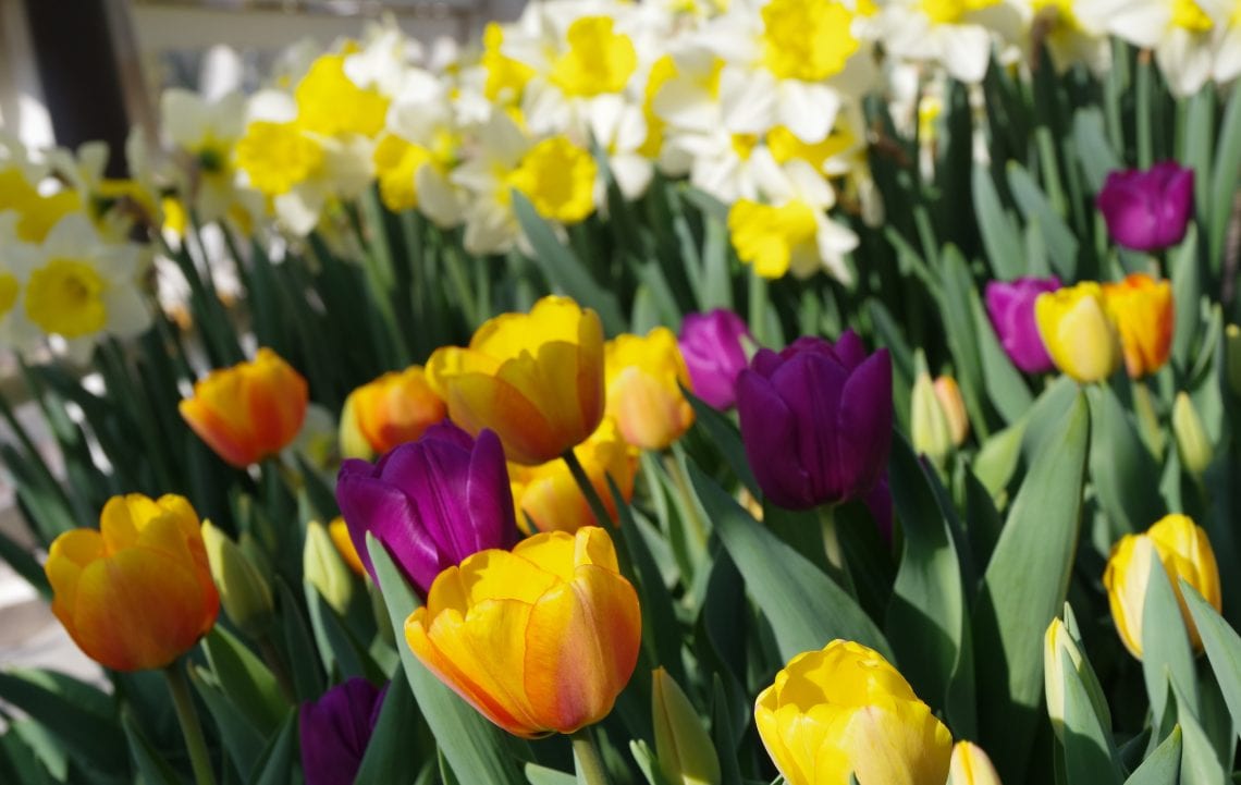 Elizabeth Park Conservancy Holding Annual Greenhouse Show and Sale - We ...