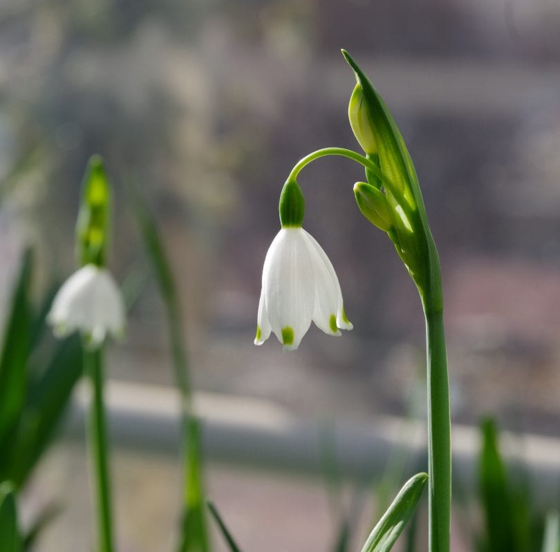 Elizabeth Park Conservancy Holding Annual Greenhouse Show and Sale - We ...