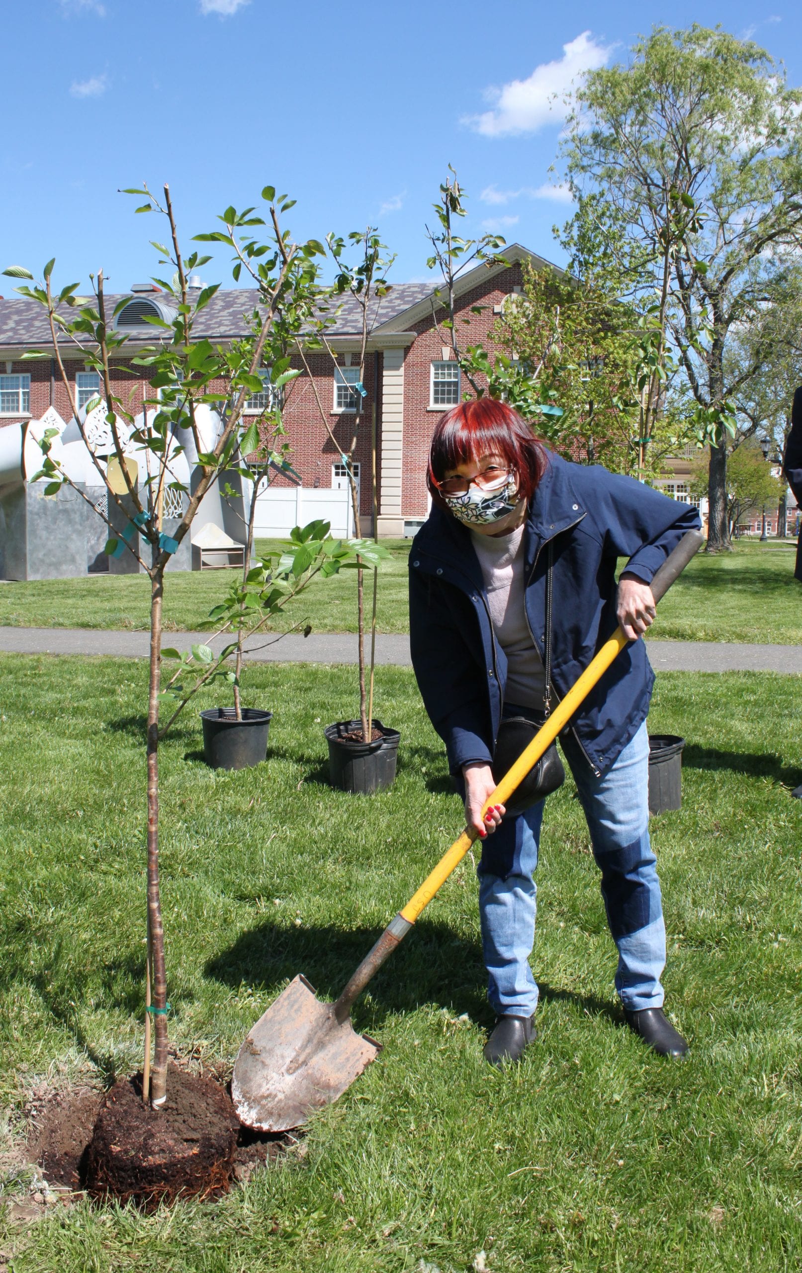 Japanese Cherry Trees Donated for USJ Campus - We-Ha | West Hartford News