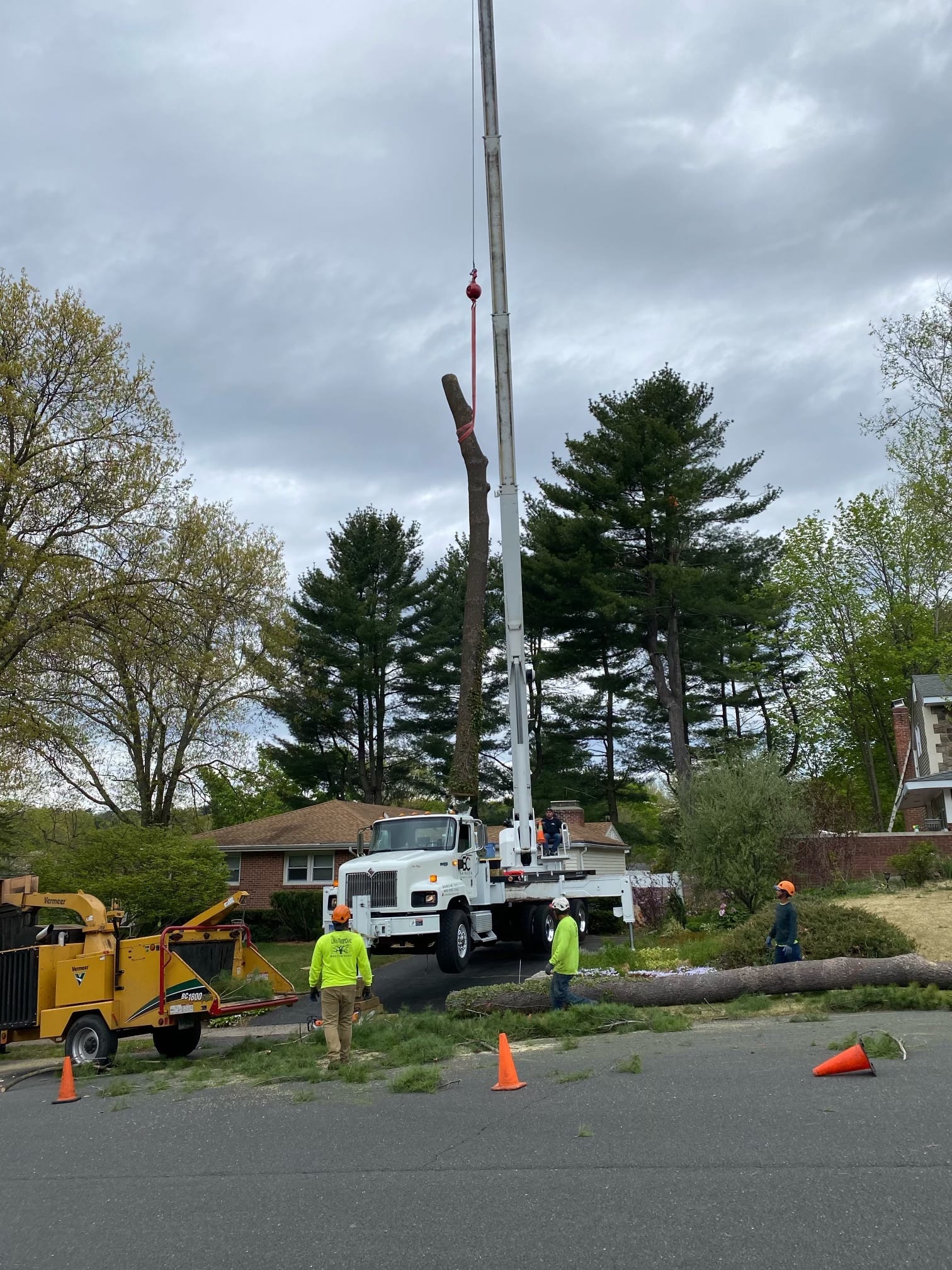 Caring for Trees, One at a Time, is Liz Pang’s Business - We-Ha | West ...