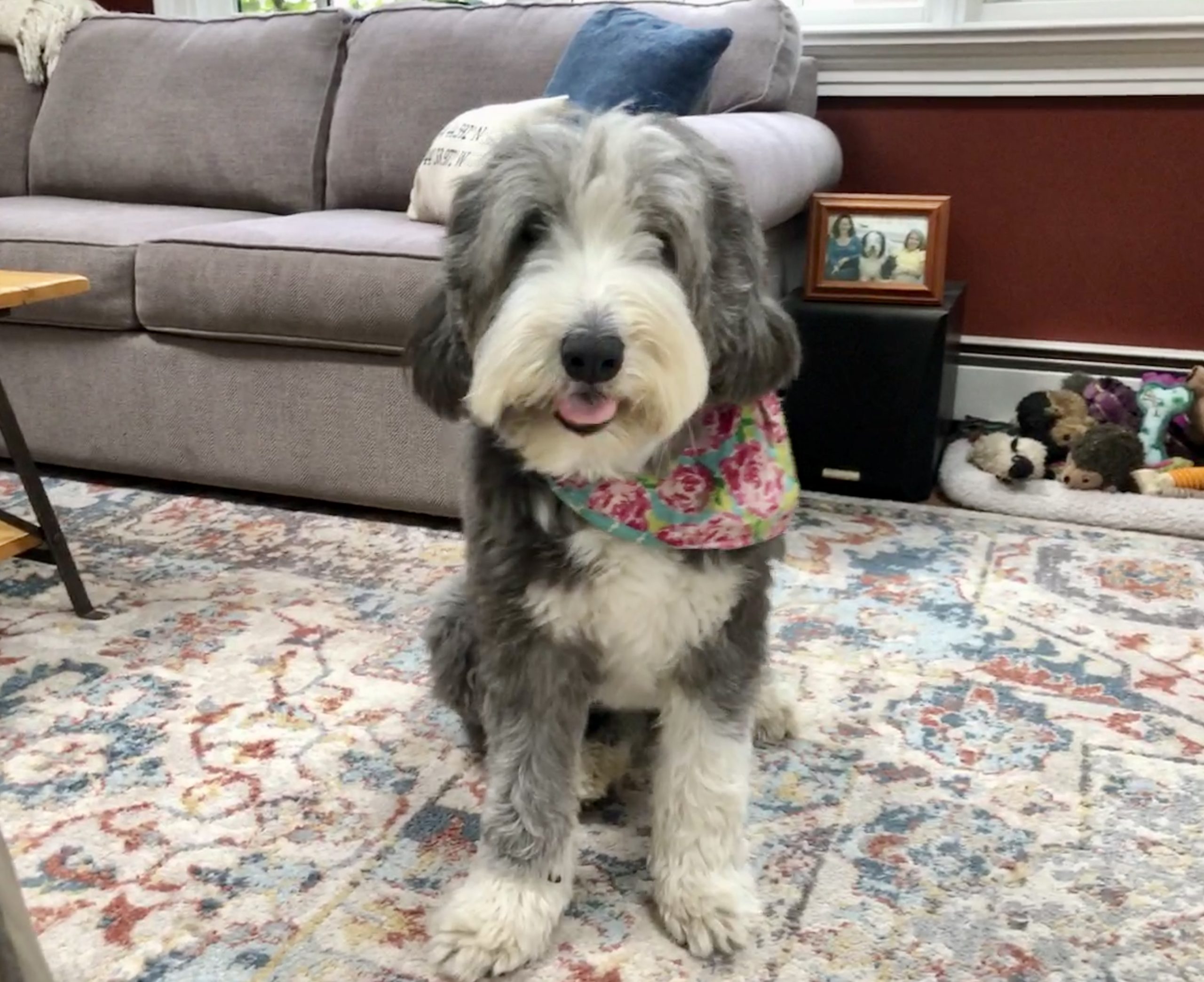 Do You Have To Renew Your Dog License do-you-have-to-renew-your-dog-license