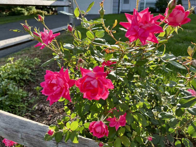 fall roses - We-Ha | West Hartford News