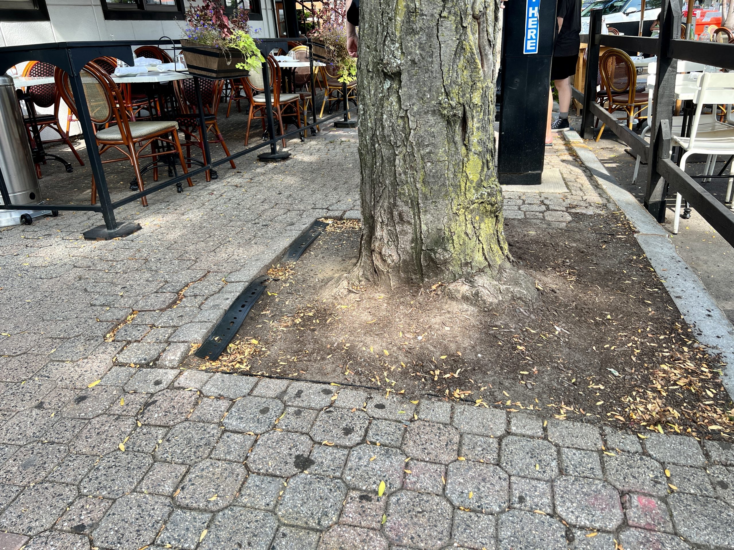 west hartford center tree pit 2 - We-Ha | West Hartford News