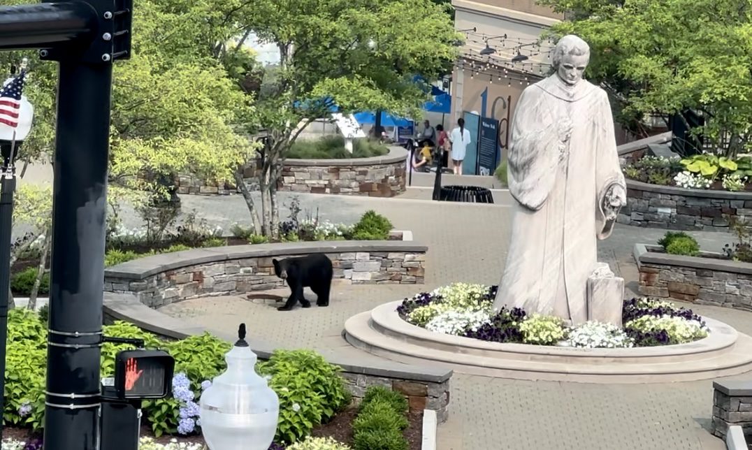 Bear Strolls Through West Hartford Center and Blue Back Square - We-Ha ...
