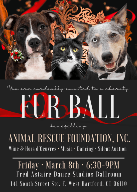 Charity 'Fur Ball' to be Held in West Hartford - We-Ha | West Hartford News