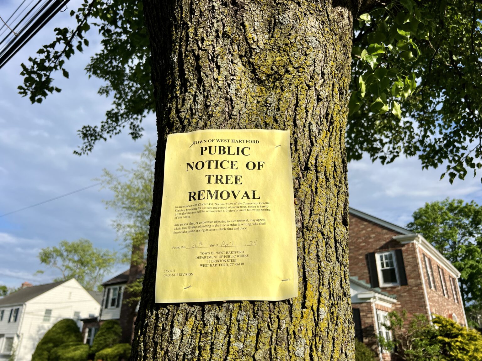 West Hartford Tree Warden: Boulevard Trees to Remain - We-Ha | West ...