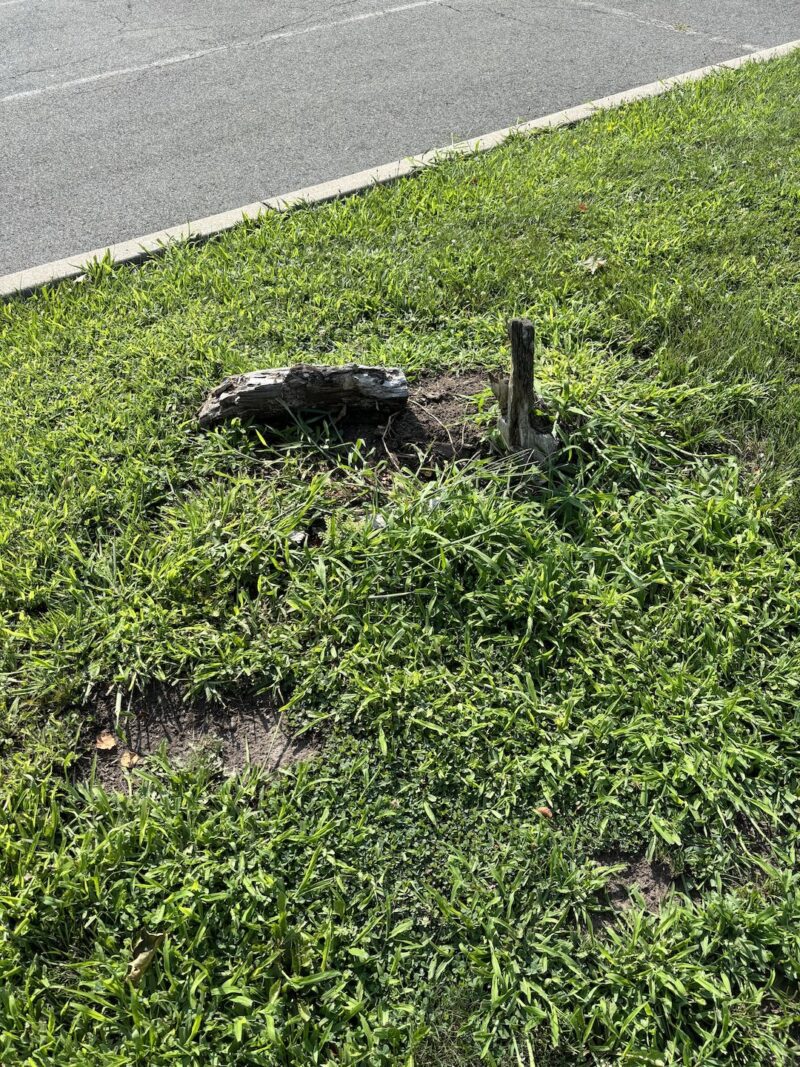 Letter: Stop Slowly Killing Trees - We-Ha | West Hartford News