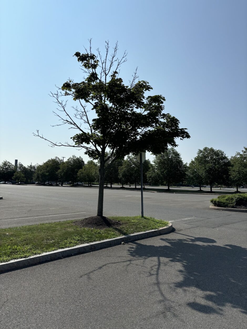 Letter: Stop Slowly Killing Trees - We-Ha | West Hartford News