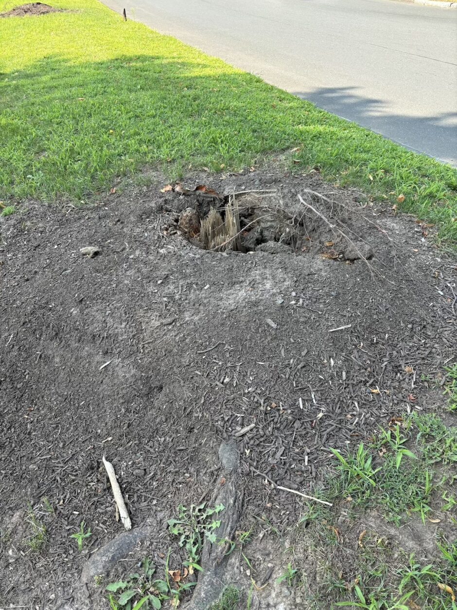 Letter: Stop Slowly Killing Trees - We-Ha | West Hartford News