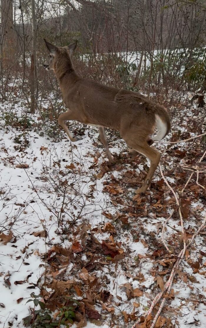 West Hartford Fire Department Rescues Stranded Deer - We-Ha | West ...