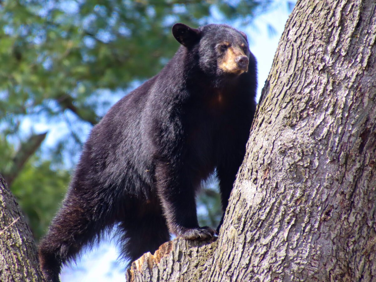 Bear Spotted at Elmwood Community Center, West Hartford Animal Control ...