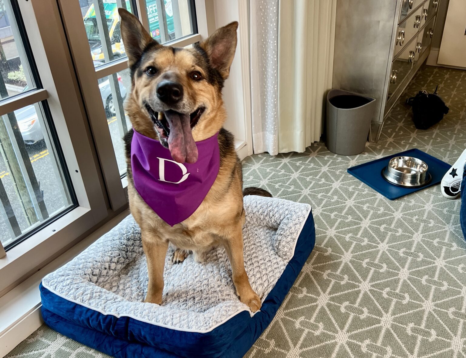 Paw Print Studio, Dog Star Rescue, and Delamar Helping Pups Put Best ...