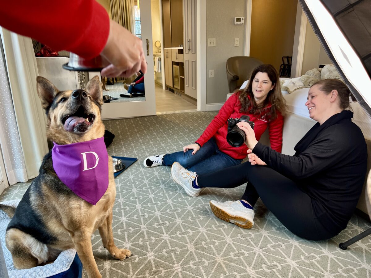 Paw Print Studio, Dog Star Rescue, and Delamar Helping Pups Put Best ...