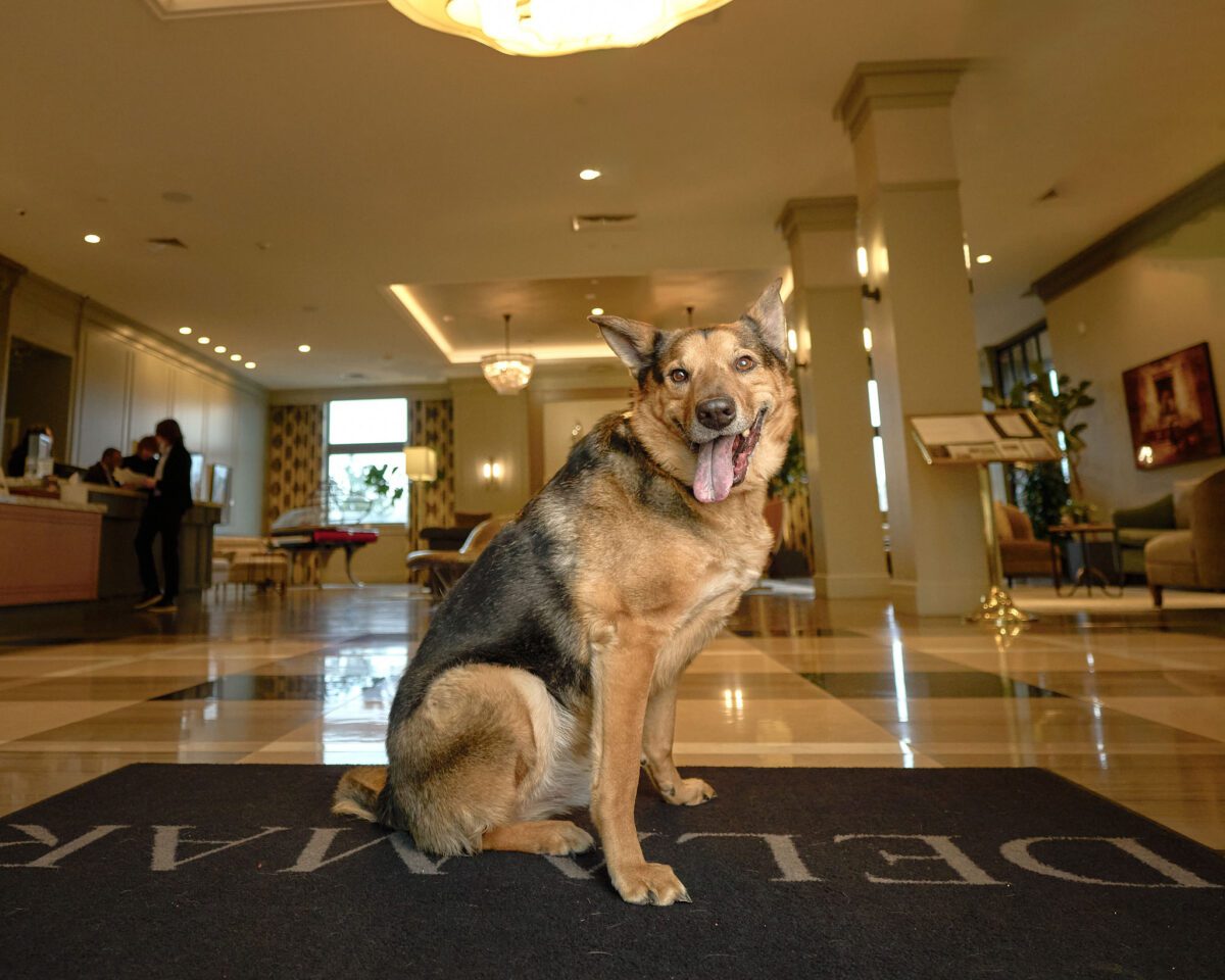 Paw Print Studio, Dog Star Rescue, and Delamar Helping Pups Put Best ...